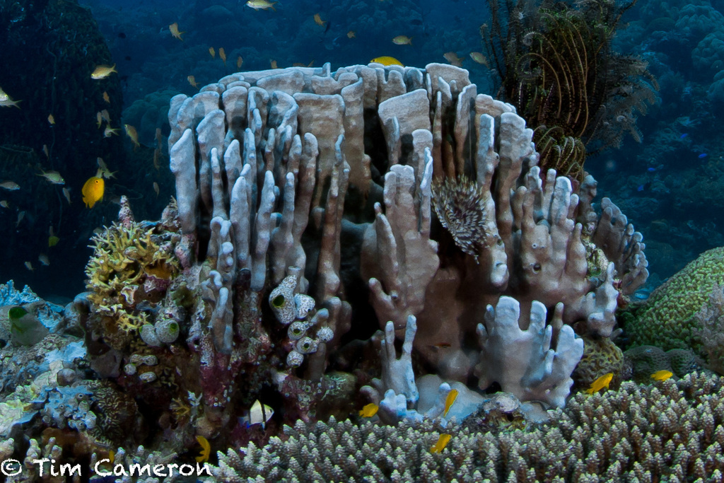 blue coral in July 2016 by Tim Cameron · iNaturalist