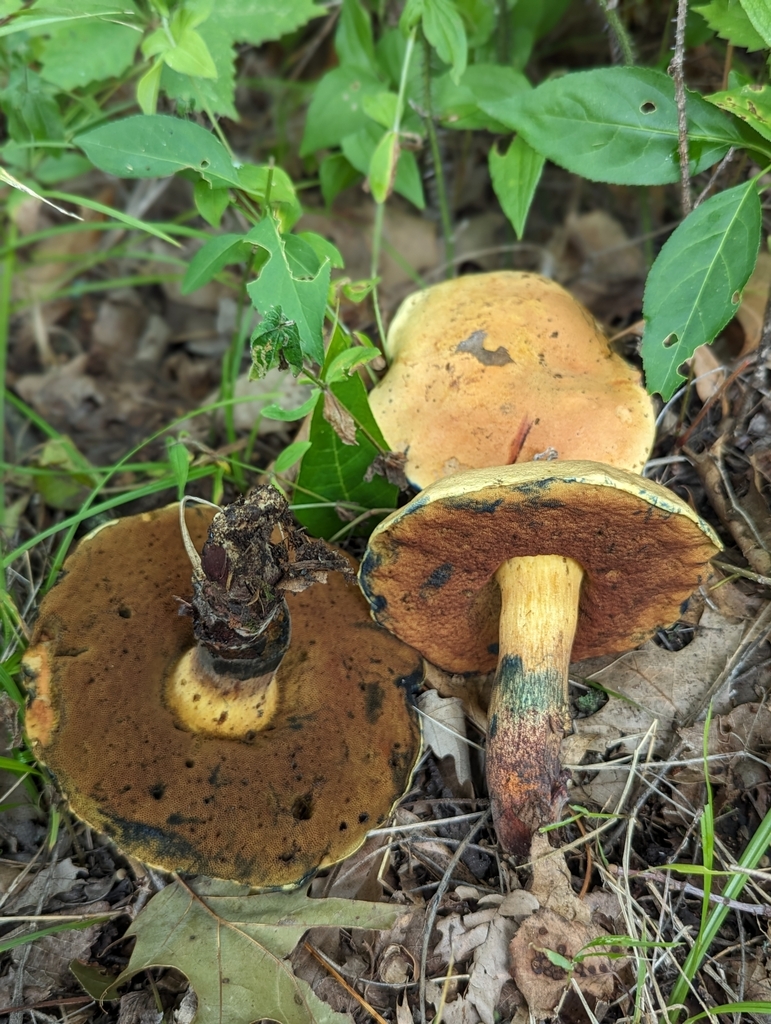 Suillellus from Barada, NE, USA on August 2, 2023 at 03:16 PM by Chance ...