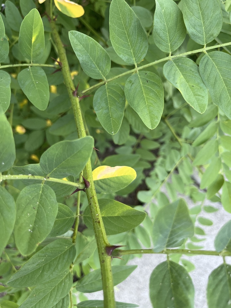 Locust Trees from Esplanade, Chico, CA, US on August 2, 2023 at 07:32 ...