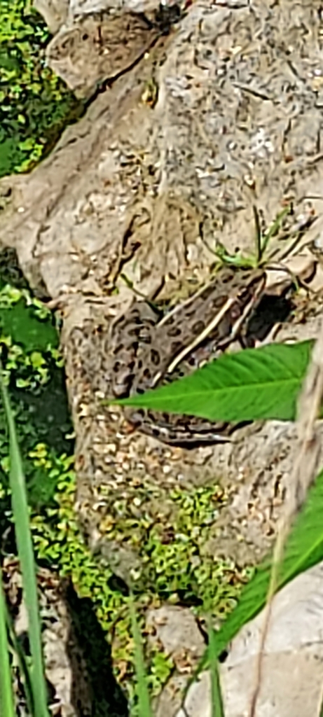 Plains Leopard Frog from Omaha, NE 68122, USA on July 30, 2023 at 12:35 ...