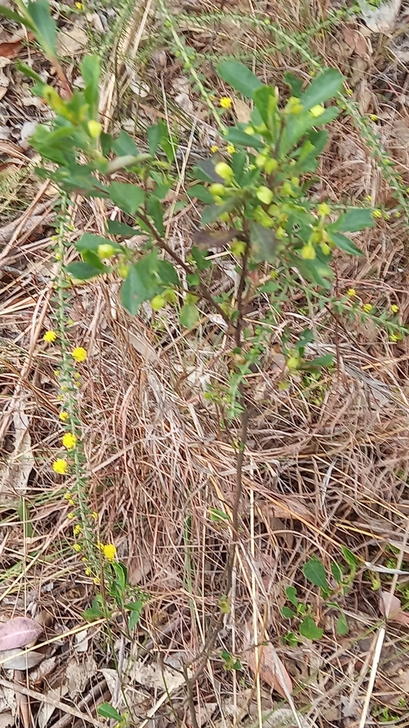 Dodonaea triangularis from Chuwar QLD 4306, Australia on August 3, 2023 ...