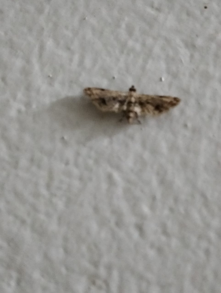 Sufetula from MACFAST | Tiruvalla by aneenapaul · iNaturalist