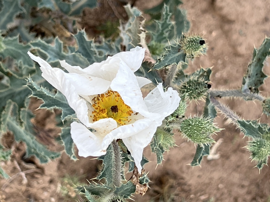 flatbud prickly poppy from Dugway, UT, US on August 2, 2023 at 08:04 PM ...