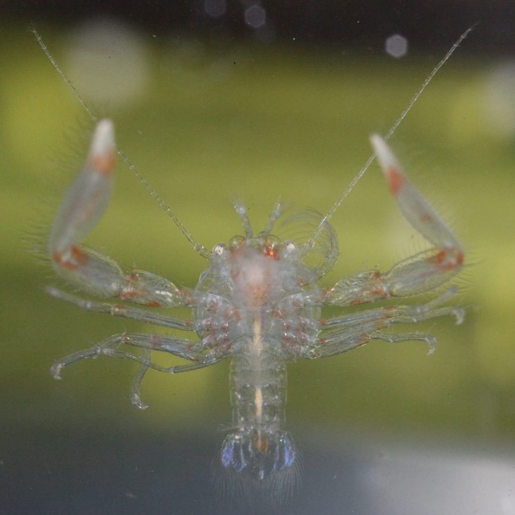 Polyonyx gibbesi from Washington County, RI, USA on August 1, 2023 by ...