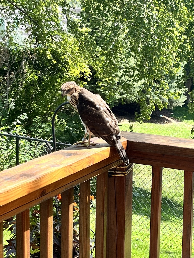 Cooper's Hawk in July 2023 by Kai Johnson. Died shortly after · iNaturalist