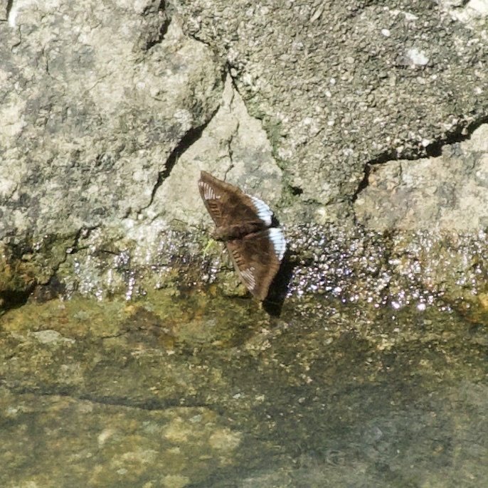 White-edged blue baron in August 2023 by King Chan · iNaturalist
