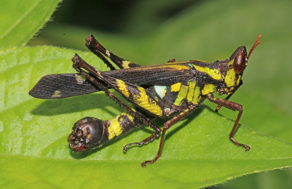 Erianthus versicolor from Pahang, Malaysia on July 17, 2023 by Frank ...