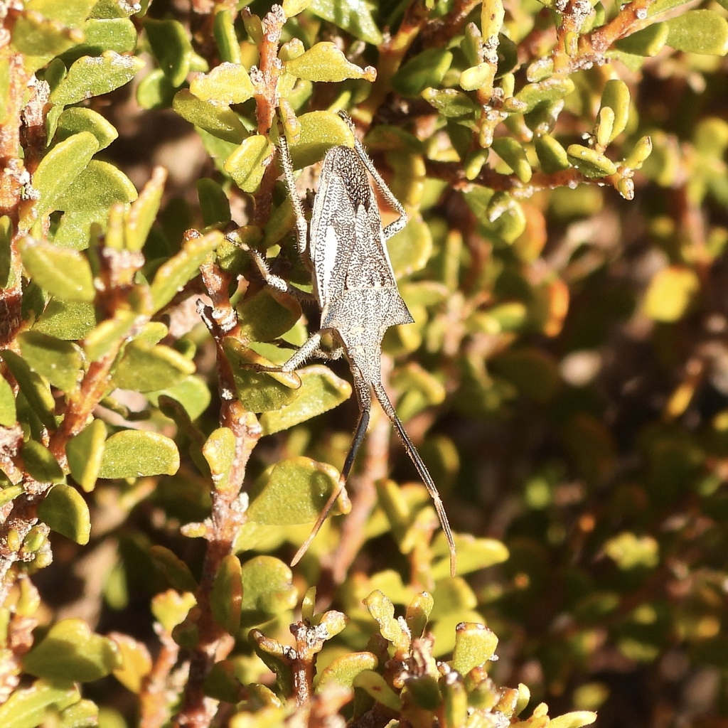 Hale's Stink Bug from Nildottie SA 5238, Australia on August 3, 2023 at ...