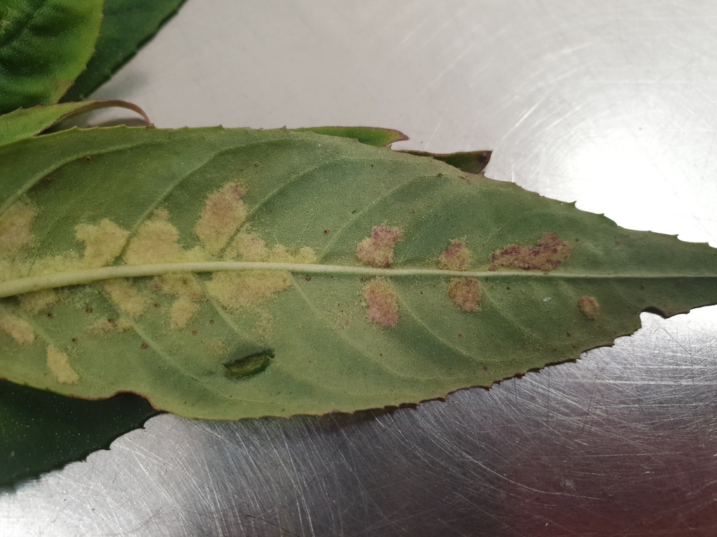 Life from Toolangi on July 18, 2023 at 01:28 PM by Michael Cincotta ...