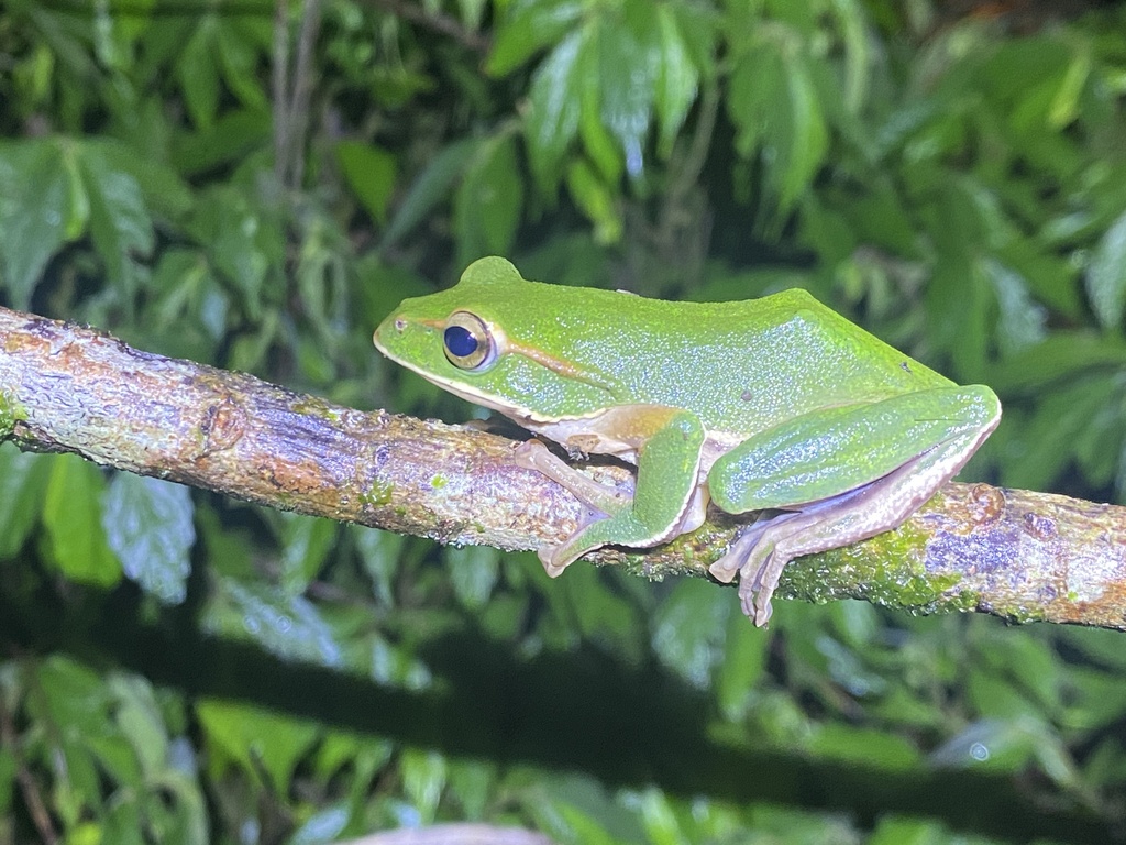Emerald Green Tree Frog in July 2023 by Littlejump Chen · iNaturalist
