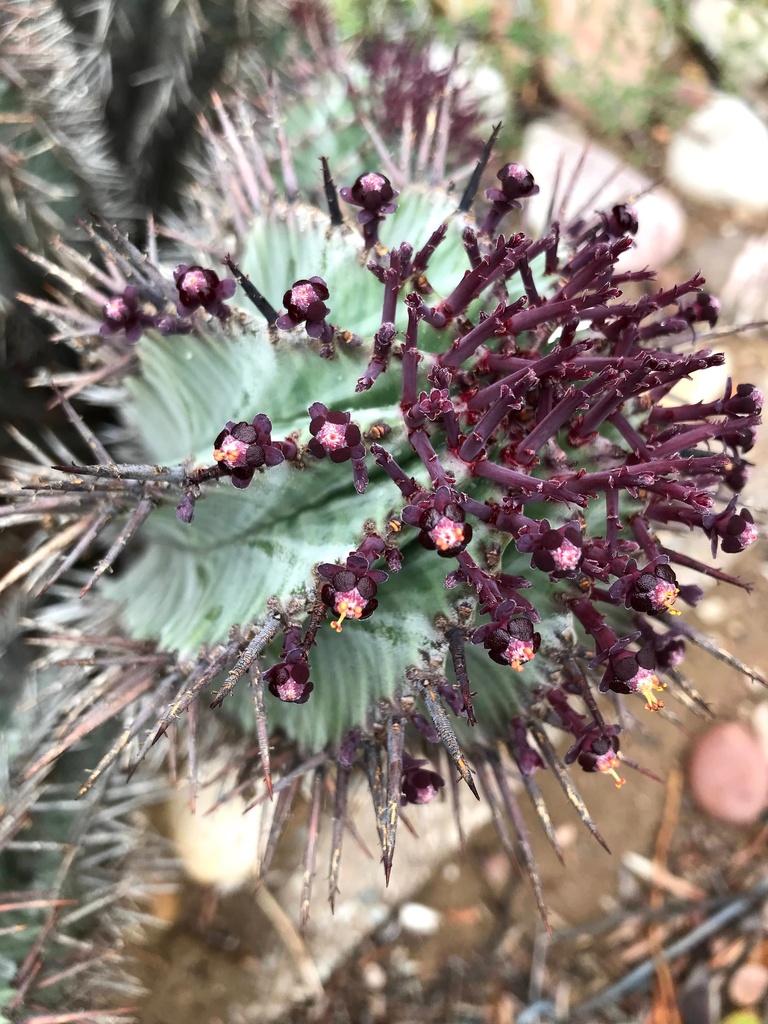 snowflake spurge from Bloekom Street, Calitzdorp, WC, ZA on October 3 ...