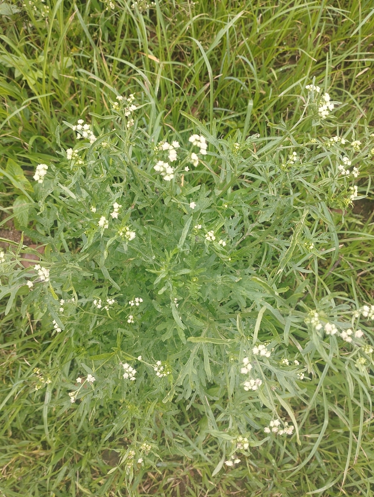 Santa Maria feverfew from Honnahanakodu, Karnataka 571236, India on ...