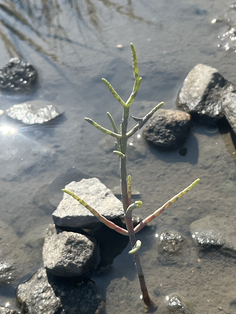 Virginia Glasswort from Guilford, CT, US on August 1, 2023 at 09:33 AM ...