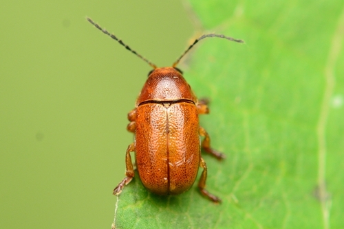 Cryptocephalus pini · iNaturalist