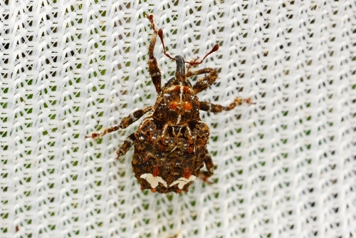 Colobodes matsumurai · iNaturalist