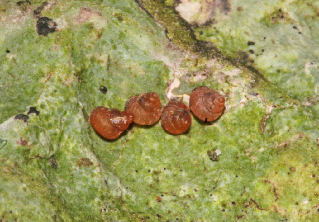 Georissa from Kampung Relong, 27200 Kuala Lipis, Pahang, Malaysia on ...