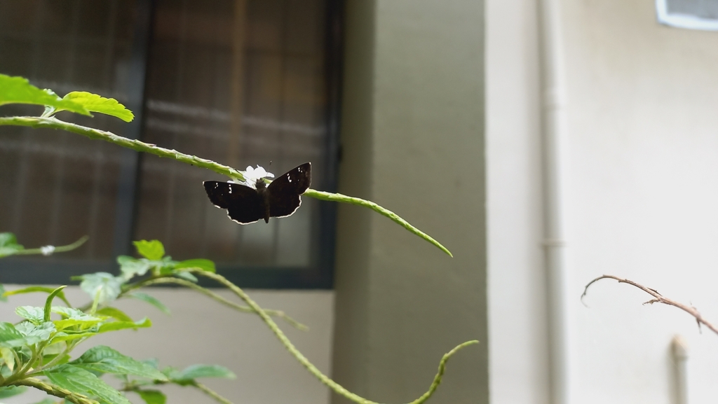 Common Small Flat from Kannur, IN-KL, IN on July 27, 2023 at 12:08 PM ...