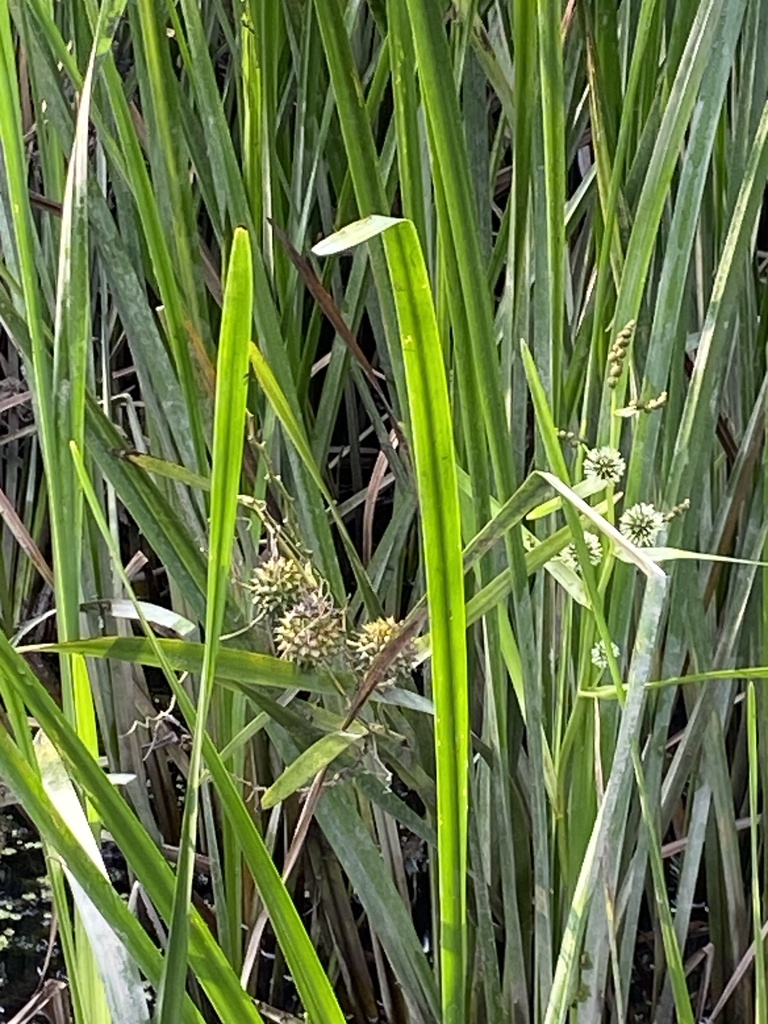 big bur-reed from Heron Pond Rd, Delmar, NY, US on August 3, 2023 at 08 ...
