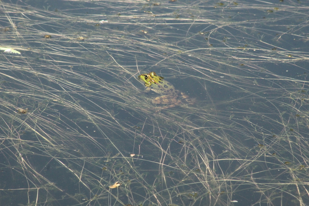 Iberian Green Frog from Madrid, Spain on July 26, 2023 at 12:13 PM by ...