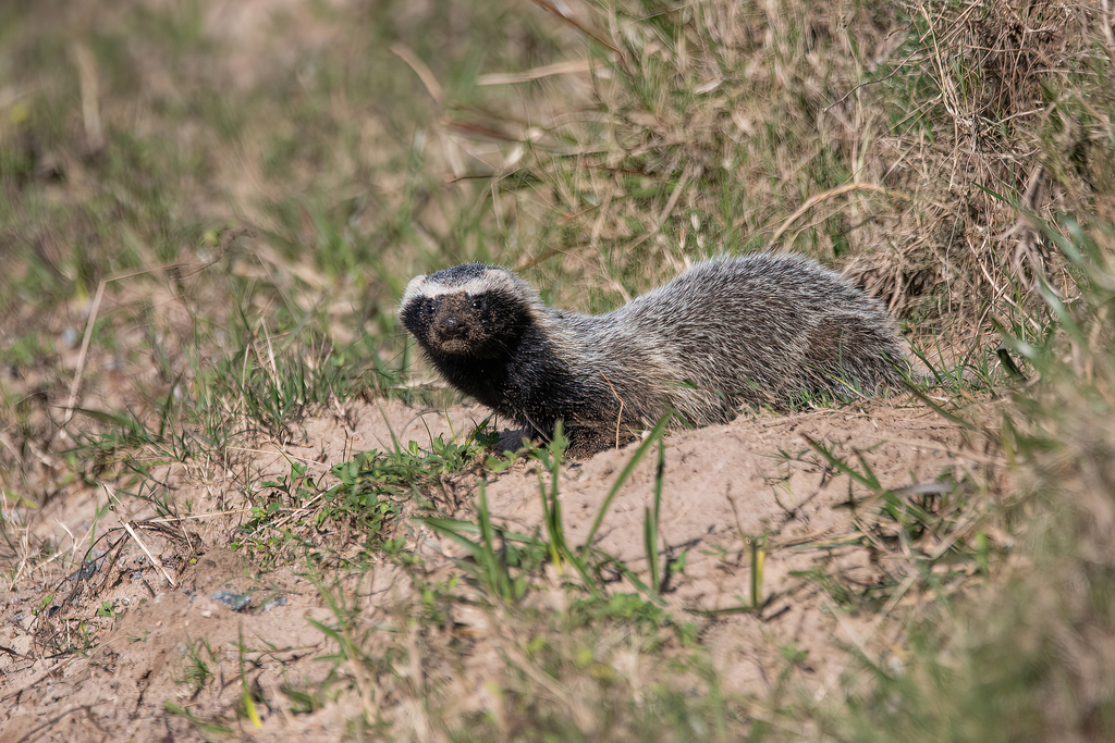 Lesser Grison from Rio Grande - RS on July 28, 2023 at 10:20 AM by ...