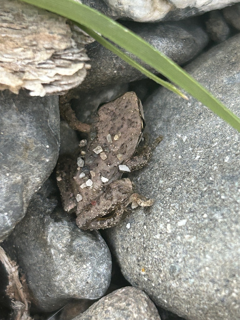 Sierran Tree Frog in August 2023 by Javier Ordonez · iNaturalist