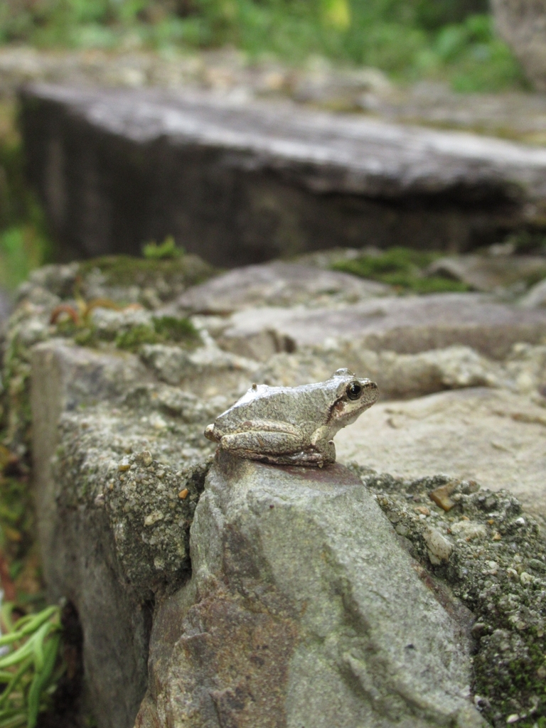 Japanese Tree Frog from Sakyo Ward on August 3, 2023 at 04:26 PM by ...