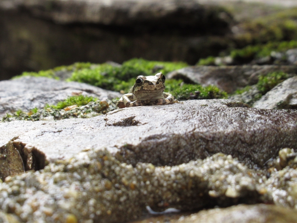 Japanese Tree Frog from Sakyo Ward on August 3, 2023 at 04:59 PM by ...
