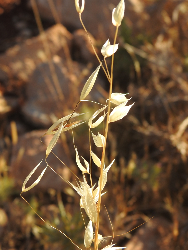 wild oat from Málaga, Spain on August 2, 2023 at 08:35 AM by Jara Verde ...