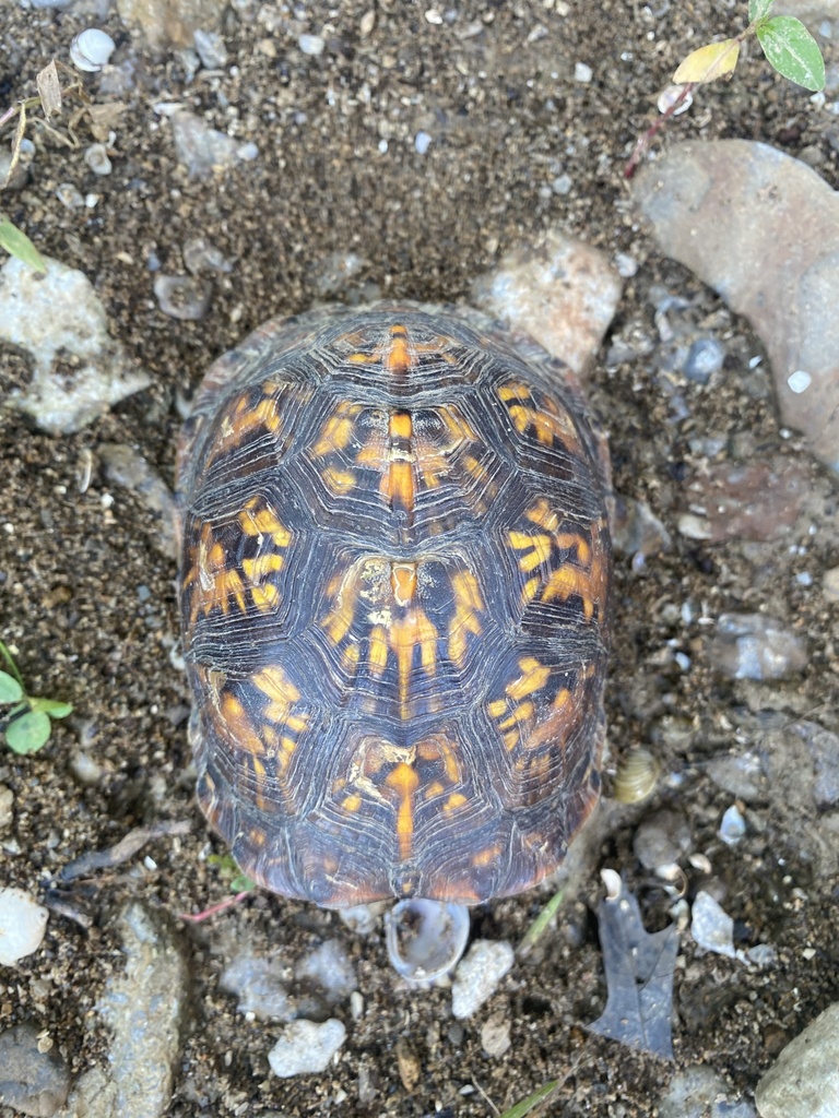 Common Box Turtle in July 2023 by Olivia Wagner · iNaturalist