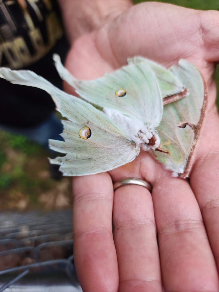 North American Luna Moth from Raleigh, NC 27603, USA on August 3, 2023 ...