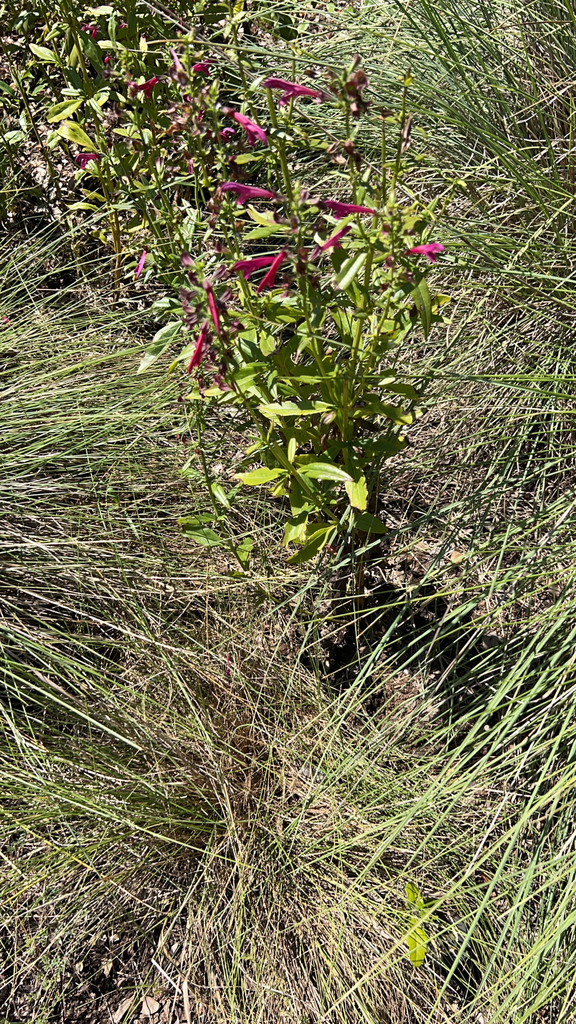 big red sage in August 2023 by Carrie E · iNaturalist