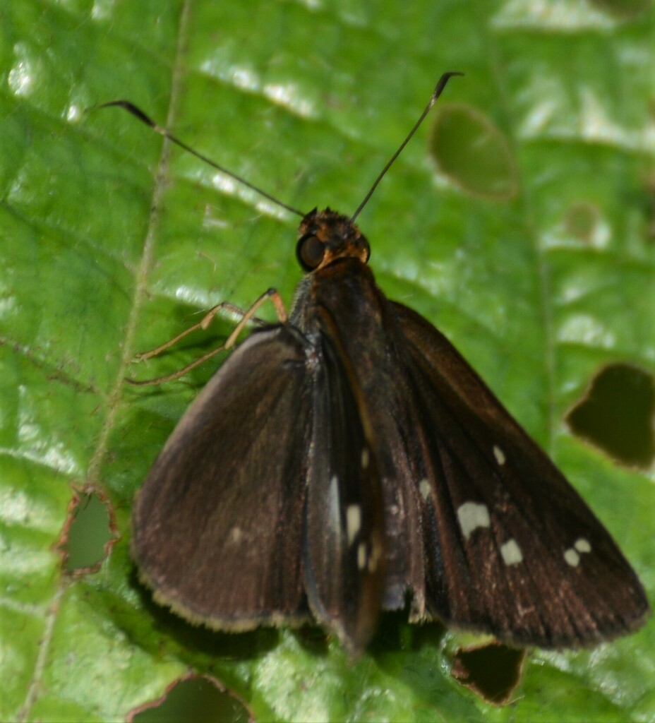Vettius from Banco da Vitória, Ilhéus - BA, Brasil on August 3, 2023 at ...