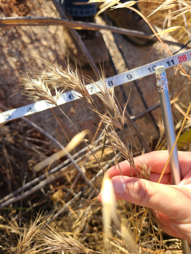 Red Brome from Lake Elsinore, CA, USA on August 3, 2023 at 08:00 AM by ...