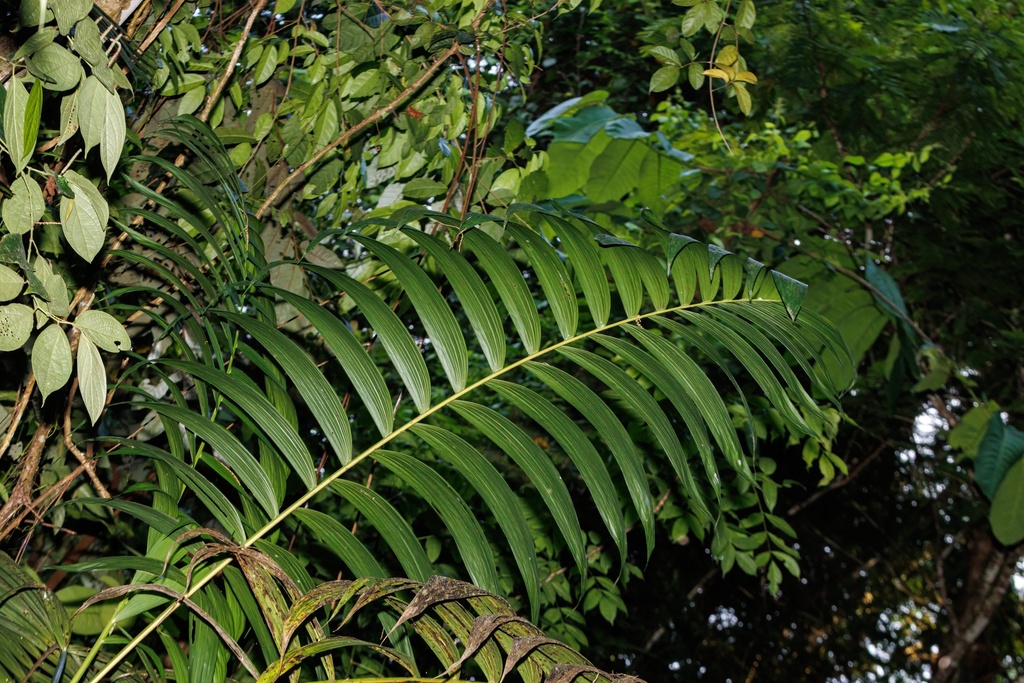 pacaya palm from Sarapiqui, Heredia, CR on July 6, 2023 at 07:42 AM by ...