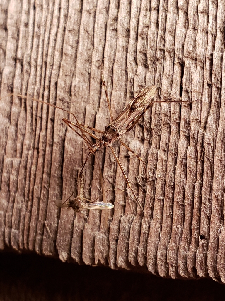 Four-spurred Assassin Bug from Dewey Beach, DE 19971, USA on August 11 ...