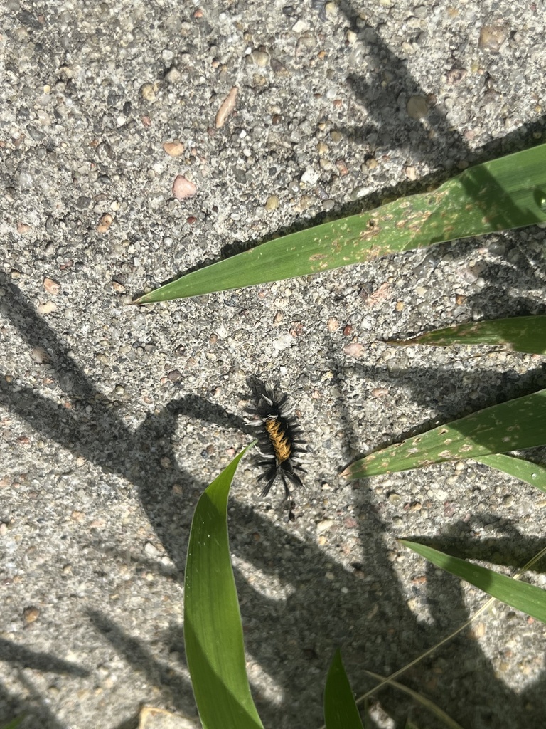 Milkweed Tussock Moth from Standing Bear Lake, Omaha, NE, US on July 31 ...