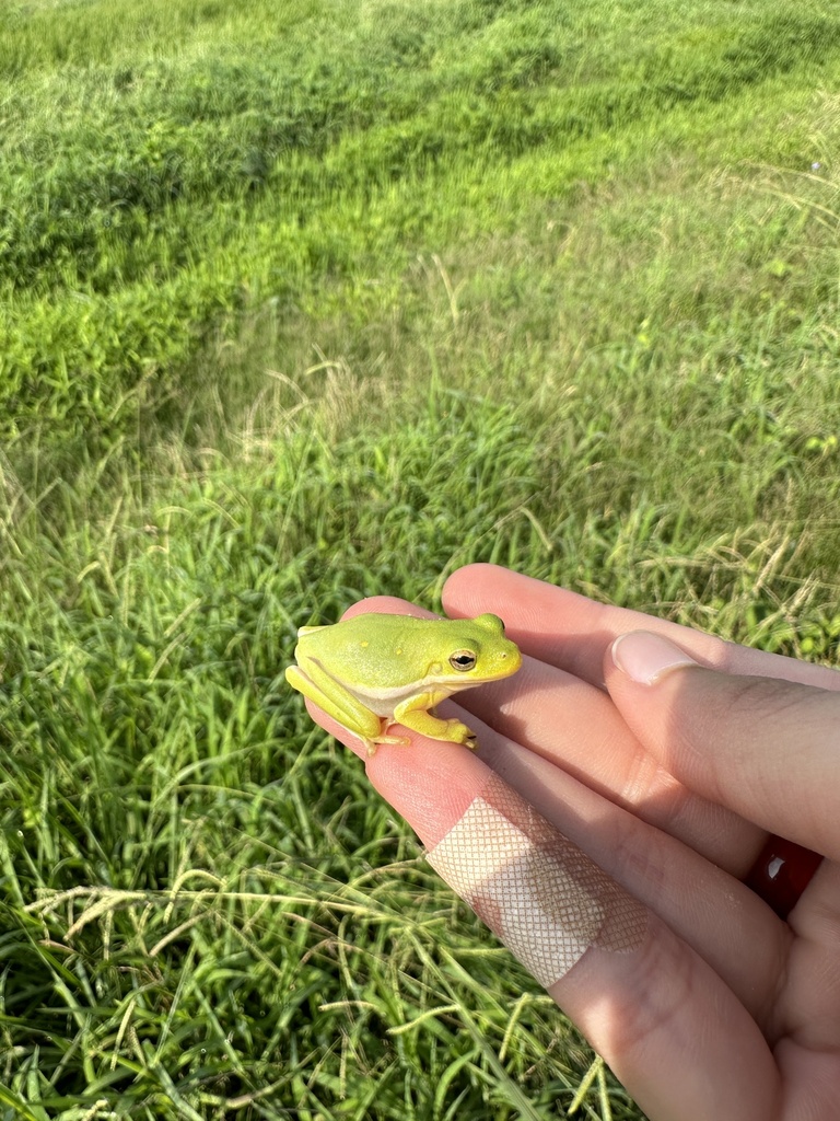 Green Treefrog from US-70, De Valls Bluff, AR, US on July 24, 2023 at 09:20 AM by Audrey O ...
