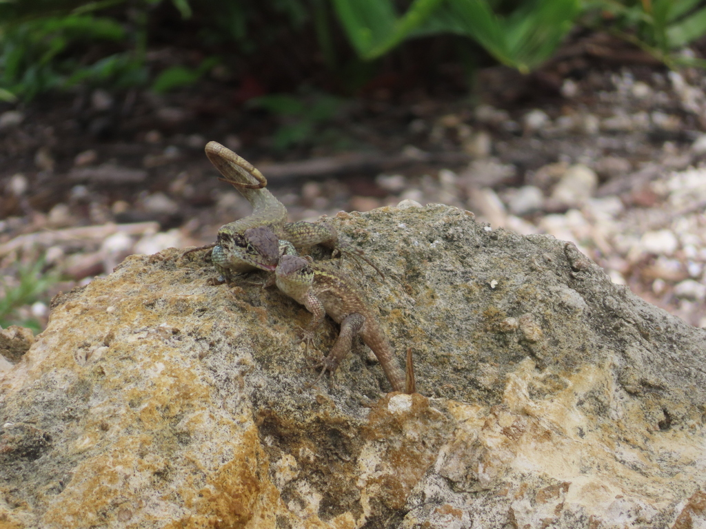 Little Bahama Curly-tailed Lizard from Everglades City, FL, USA on July ...