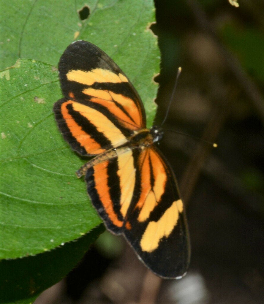 Tiger Crescent from Banco da Vitória, Ilhéus - BA, Brasil on August 3 ...