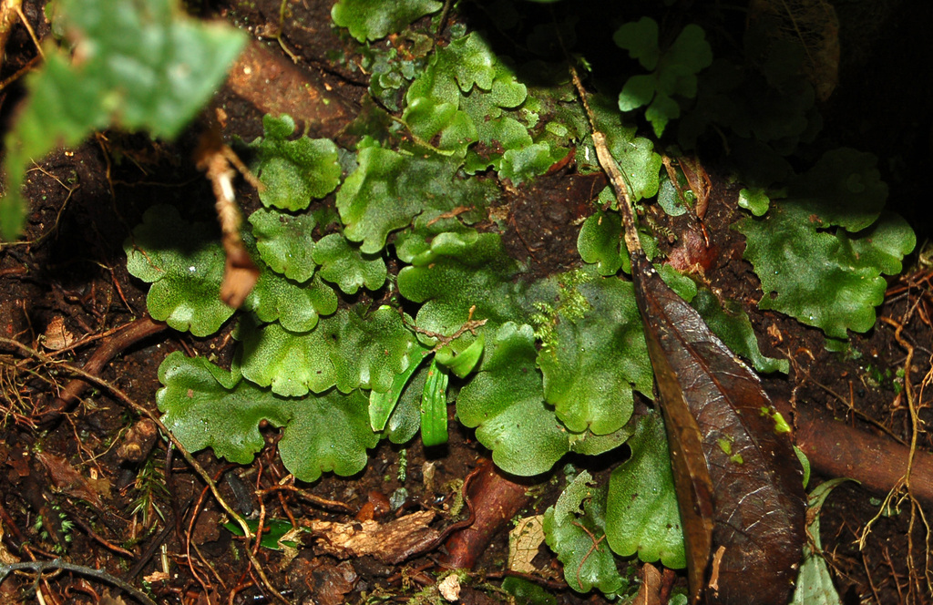 Monoclea gottschei from 700 m east from Altos de San Luis school ...