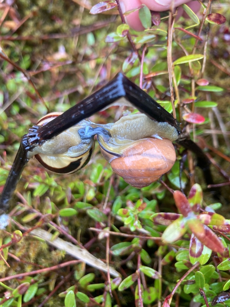Brown-lipped Snail from Northwest Matsqui, Abbotsford, BC, CA on May 25 ...