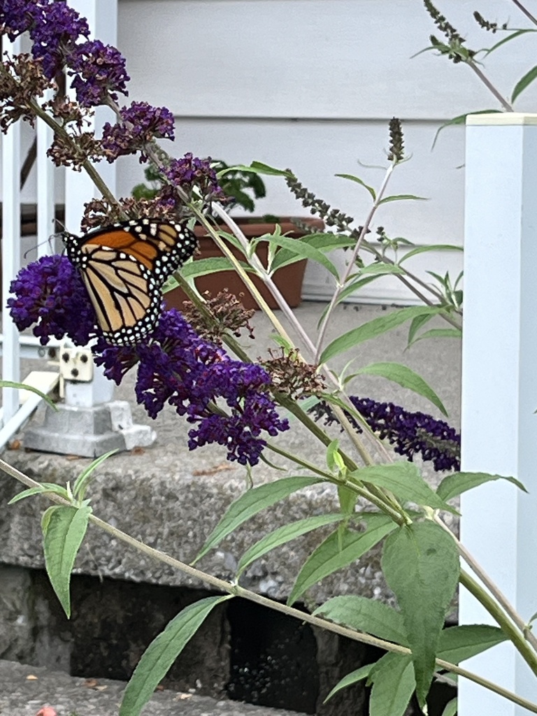 Monarch from Frontenac, CA-ON, CA on August 3, 2023 at 03:18 PM by ...