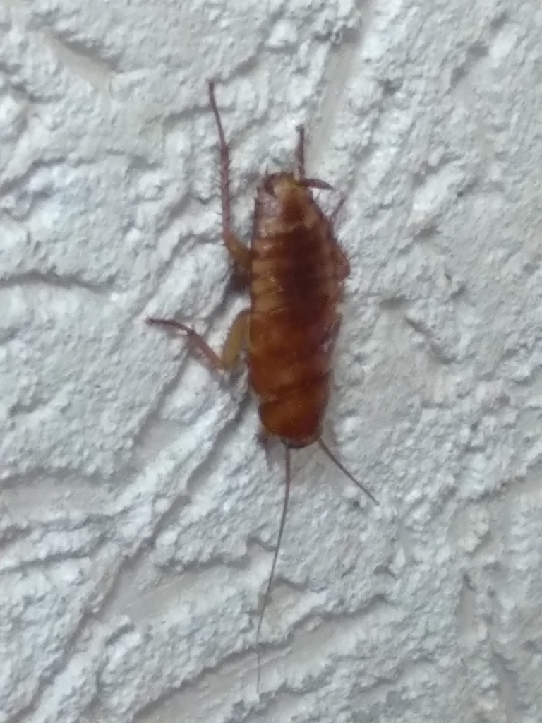 American Cockroach from Ee Professor José Hugo Guimarães on August 2 ...