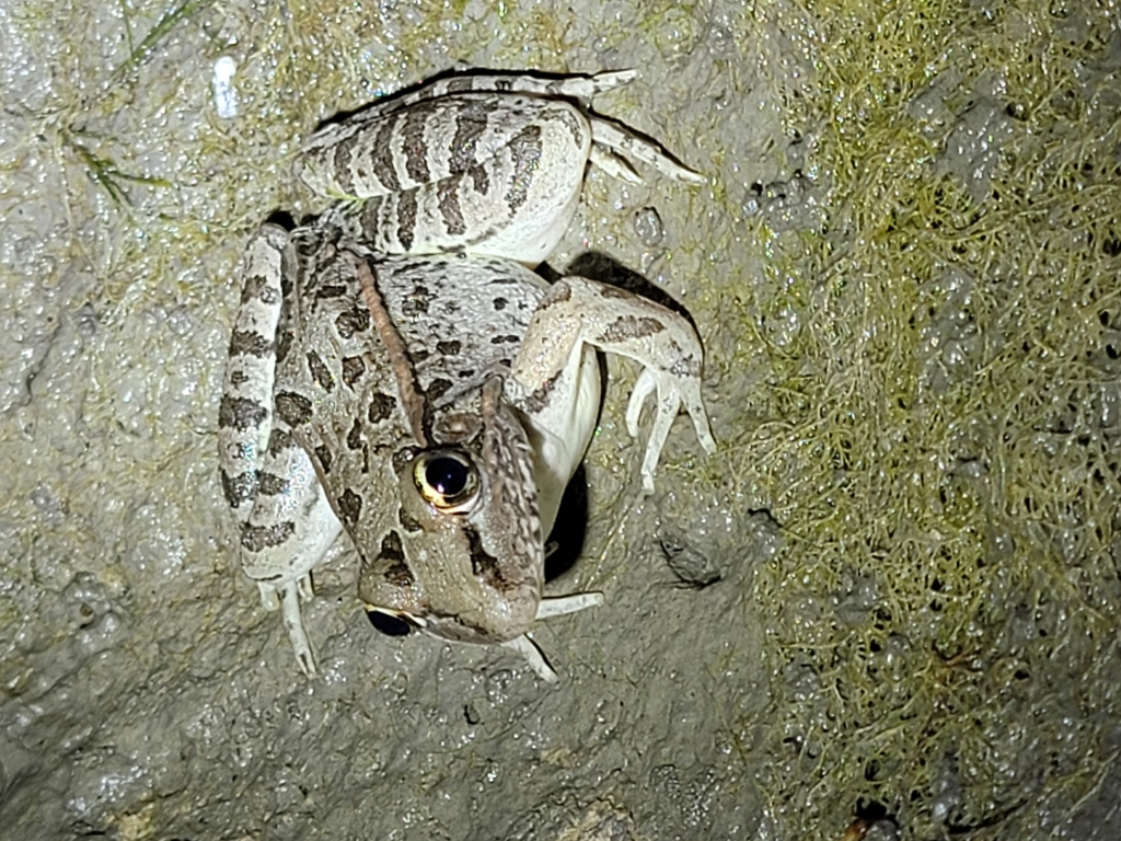 Rio Grande Leopard Frog from Glen Rose, TX 76043, USA on July 30, 2023 at 10:44 PM by Berna ...
