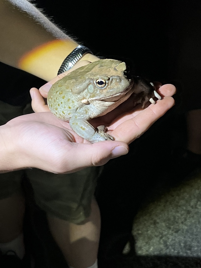 Sonoran Desert Toad in August 2023 by Spider Jane Fawke · iNaturalist
