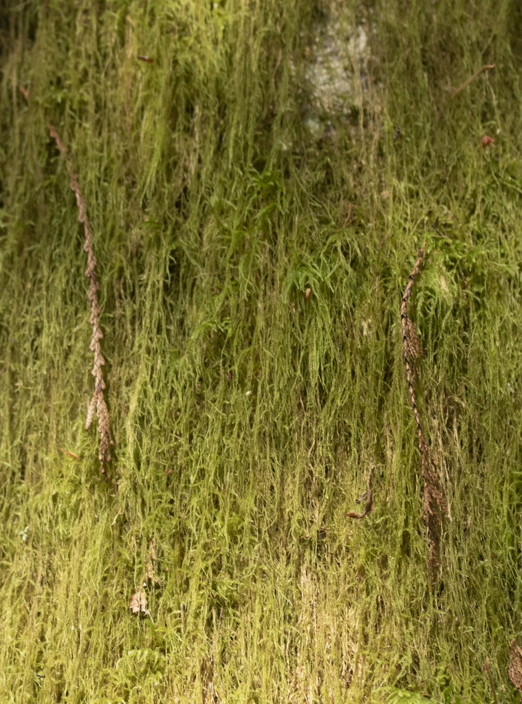 Cat's Tail Moss from Multnomah County, OR, USA on September 18, 2022 at ...