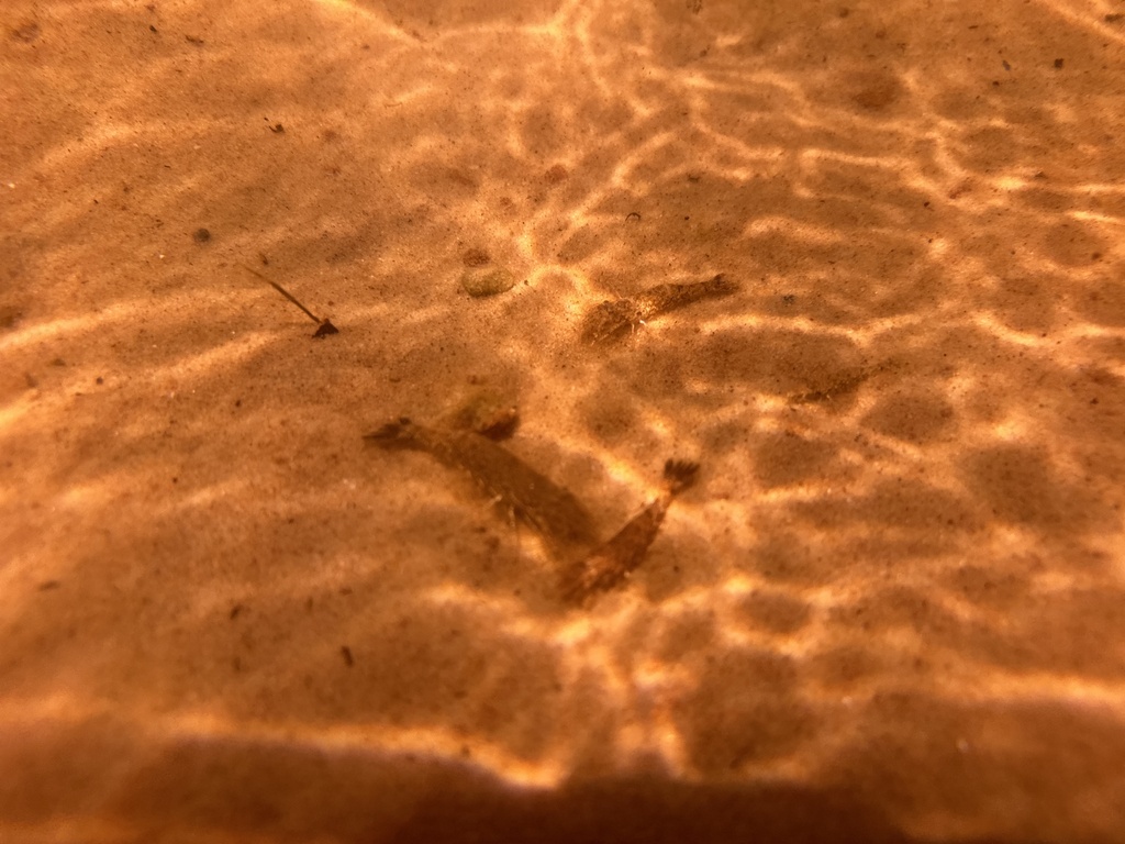 Sand Shrimp from Prince Edward Island, East Parish, PE, CA on 03 August ...