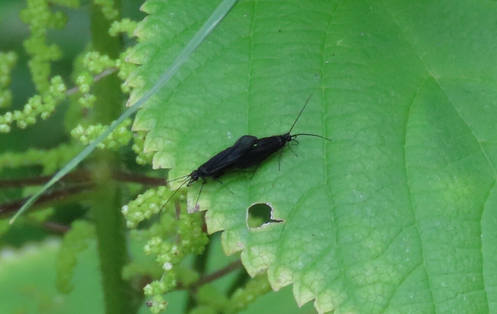 Winged and Once-winged Insects from Belleville, ON, Canada on August 3 ...
