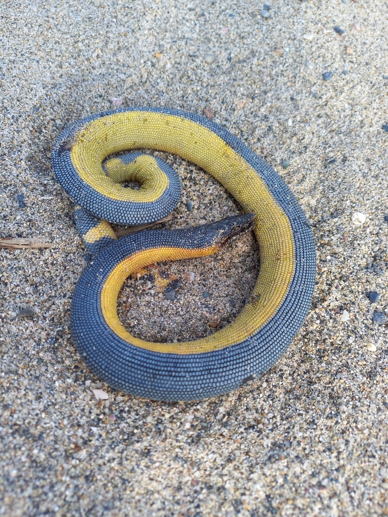 Yellow-bellied Sea Snake in December 2022 by Pablo Cortes. Dead on ...