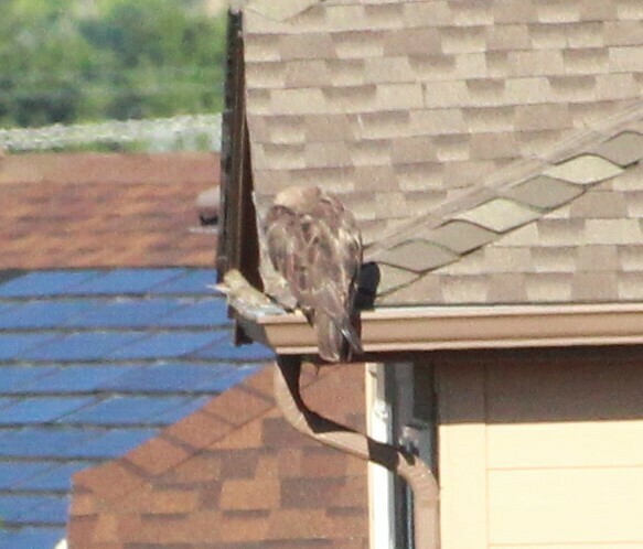 Red-tailed Hawk from Plains Conservation Center City of Aurora Open ...